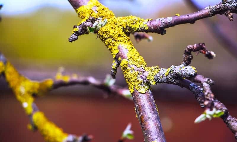 Tree Disease and Pest Control Pruning | Viva Trees