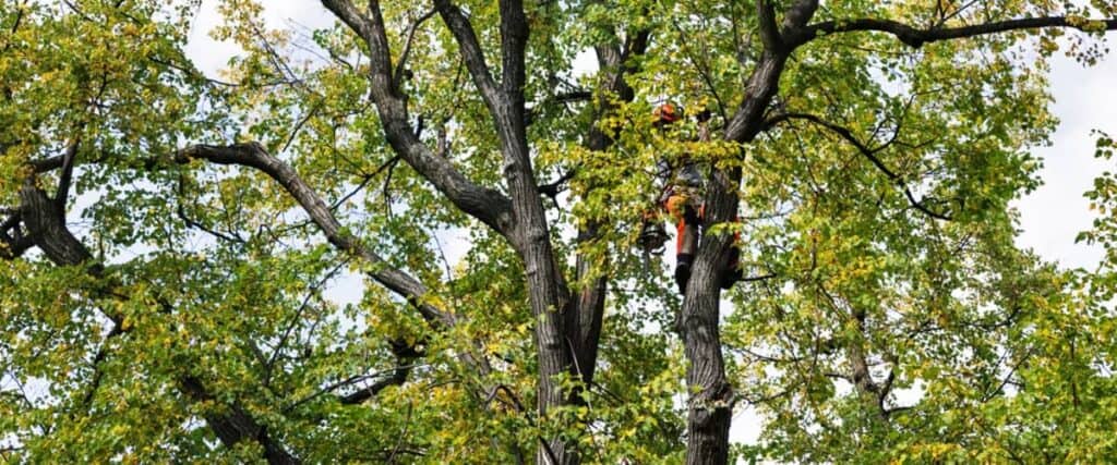 8 Reasons Why Tree Crown Reduction Is Necessary | Viva Trees