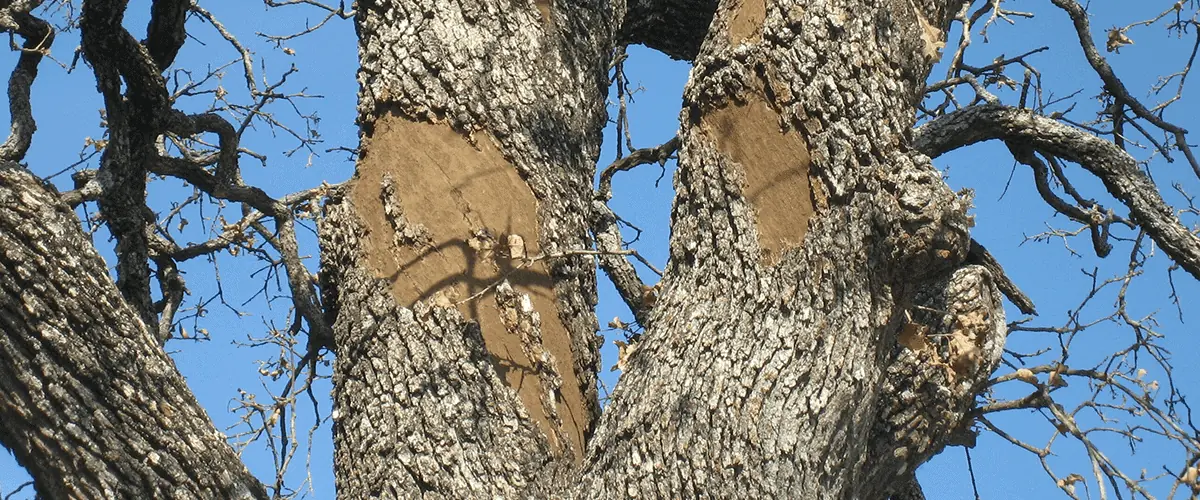 Guide to Understanding and Preventing Oak Wilt | Viva Trees