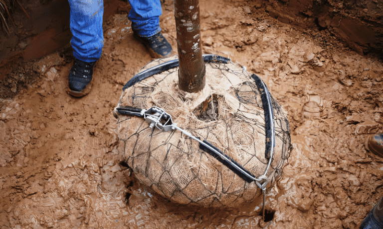 Tree Anchoring Support Systems Installed | Viva Trees