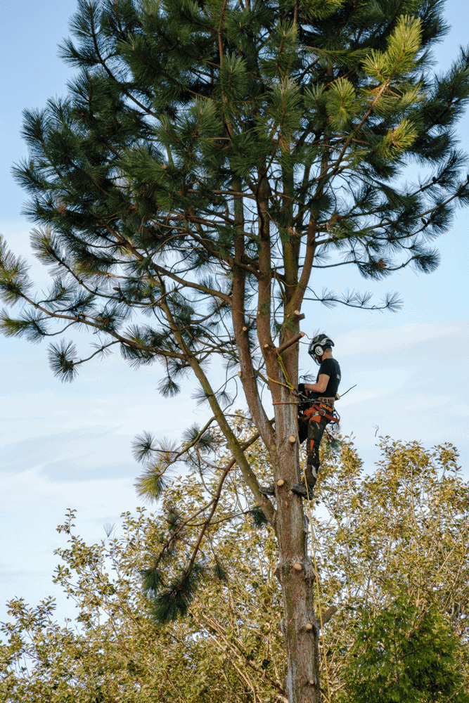 Shavano Park | Viva Trees