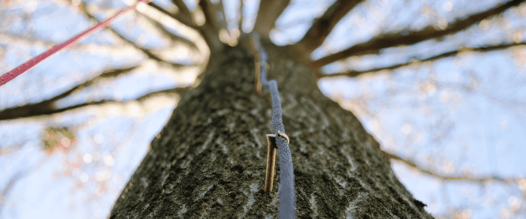 A Guide to Storm Preparation and Support Systems for Your Trees | Viva ...