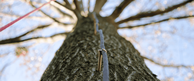 A Guide to Storm Preparation and Support Systems for Your Trees | Viva ...