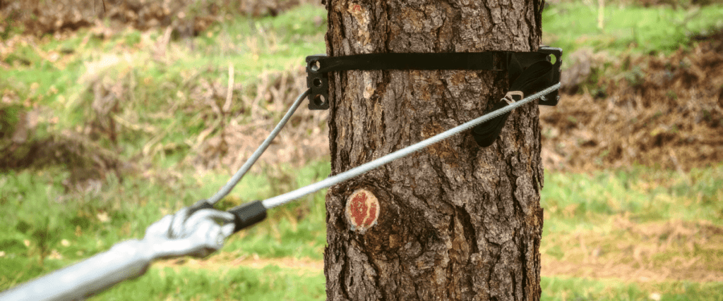 A Guide to Storm Preparation and Support Systems for Your Trees | Viva ...