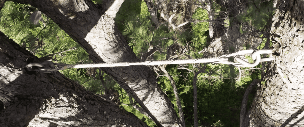 A Guide to Storm Preparation and Support Systems for Your Trees | Viva ...