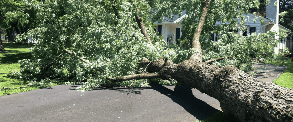 A Guide to Storm Preparation and Support Systems for Your Trees | Viva ...