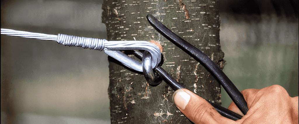 A Guide to Storm Preparation and Support Systems for Your Trees | Viva ...