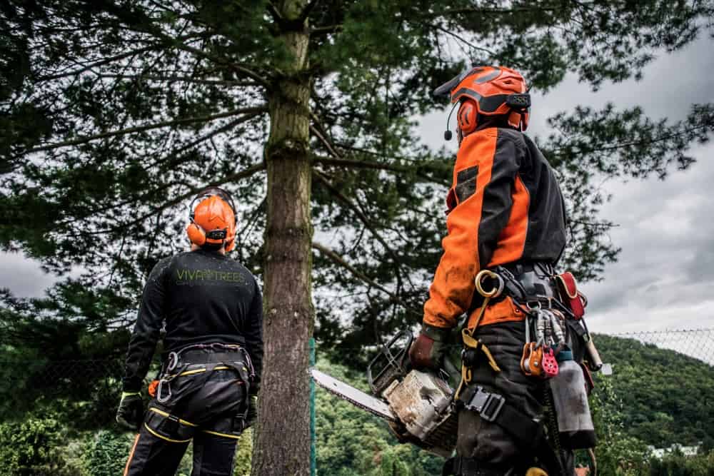 Tree Care & Arborist Company | Viva Trees