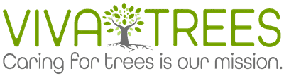The Ultimate Guide to Tree Care & Maintenance | Viva Trees