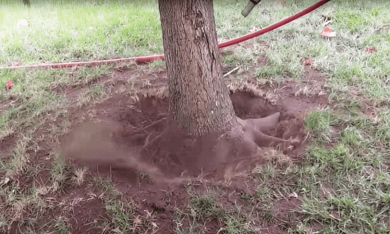 Professional Root Collar Excavation Services | Viva Trees