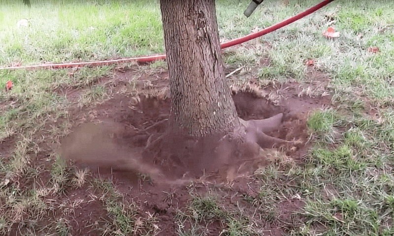 Professional Root Collar Excavation Services | Viva Trees