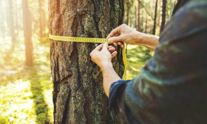 Professional Tree Inspection Services | Viva Trees