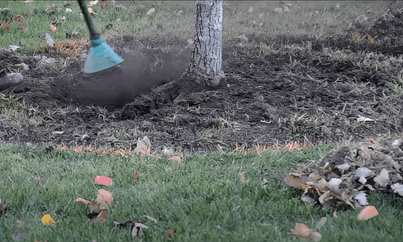 Professional Root Collar Excavation Services | Viva Trees