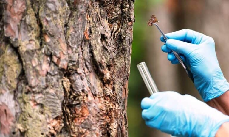 Professional Soil and Tissue Testing Services | Viva Trees