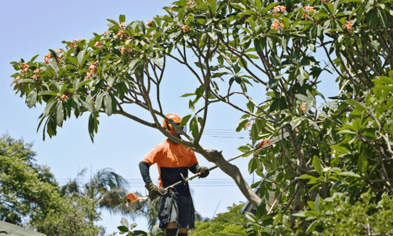 Professional Tree Thinning Service | Viva Trees