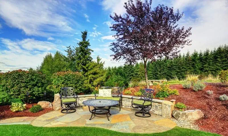 Professional Tree Maintenance Services | Viva Trees