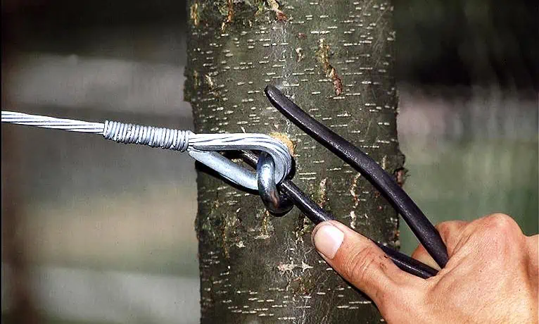 Storm Tree Preparation and Support Systems | Viva Trees