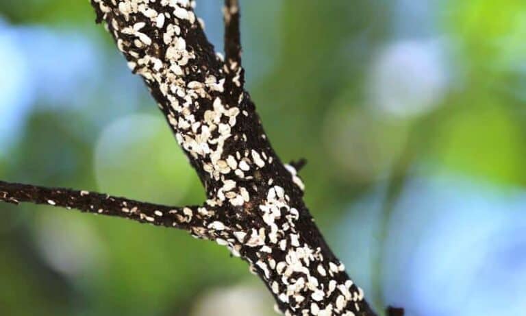 The Top Crepe Myrtle Tree Issues & Treatments | Viva Trees