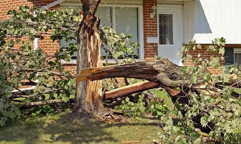 Tree Removal | Viva Trees