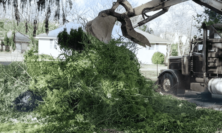 Emergency Tree Services | Viva Trees