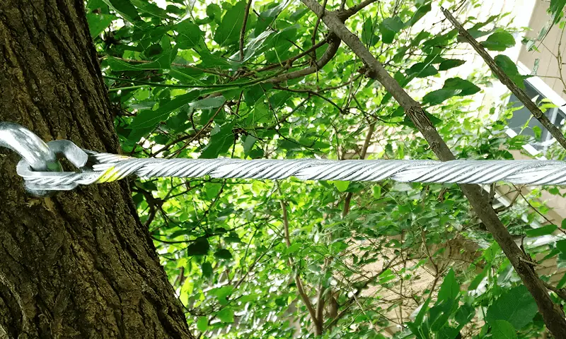 Tree Cabling and Bracing System Installations | Viva Trees