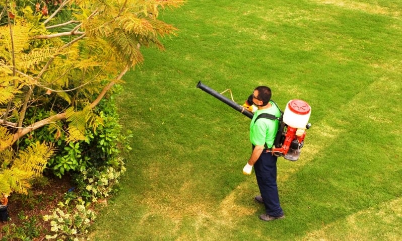 Tree Insect Treatment Services | Viva Trees
