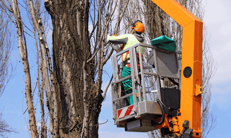 Professional Tree Thinning Service | Viva Trees