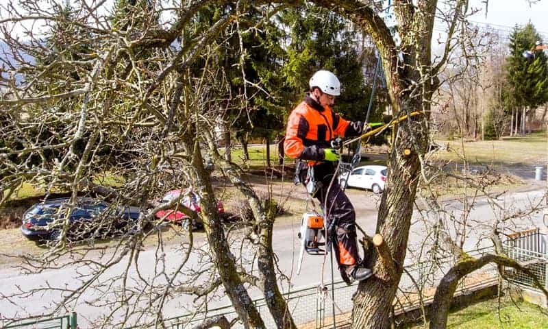 Professional Tree Maintenance Services | Viva Trees