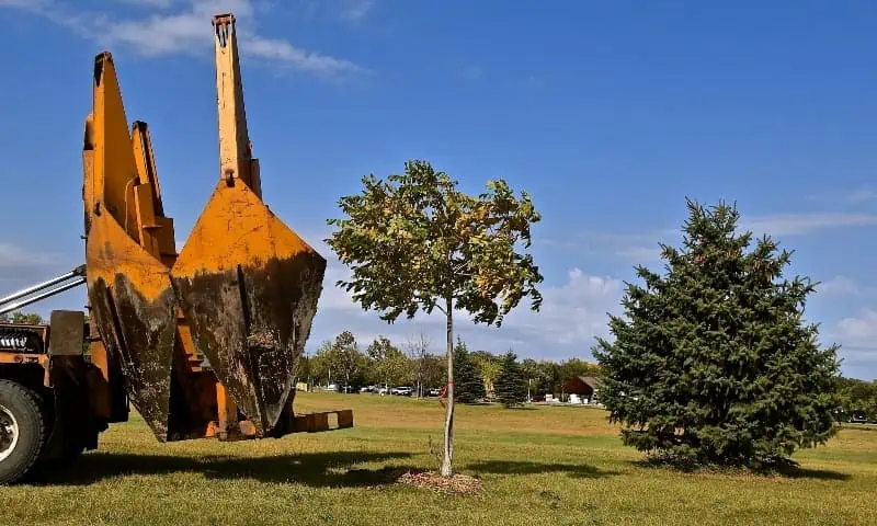 Pro Tree Planting and Transplanting Services | Viva Trees