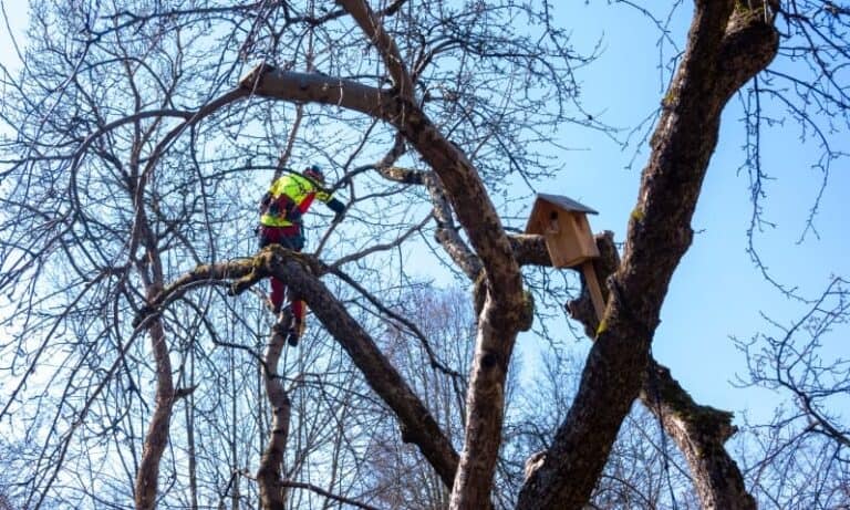 Hazardous Tree Branch Pruning | Viva Trees