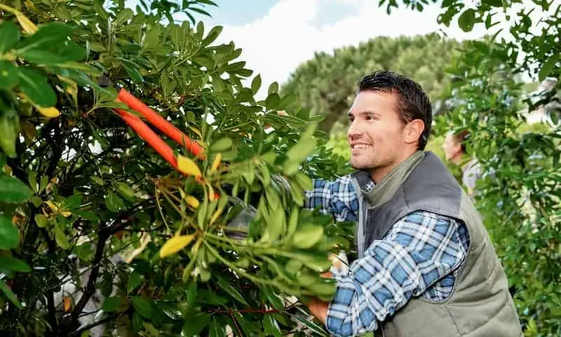 Professional Tree Maintenance Services | Viva Trees