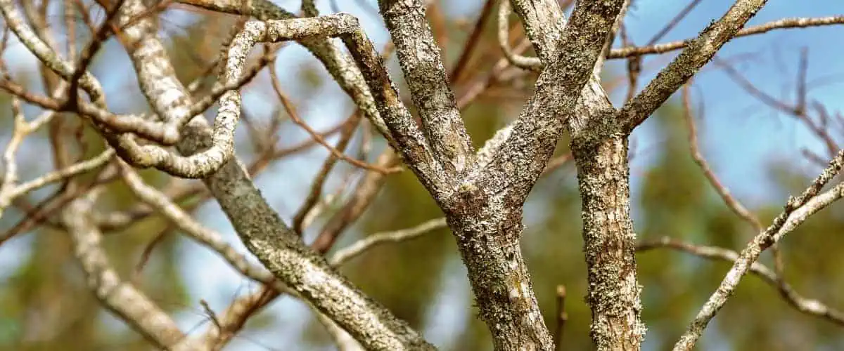 How to Tell If Your Tree Is Sick | Viva Trees