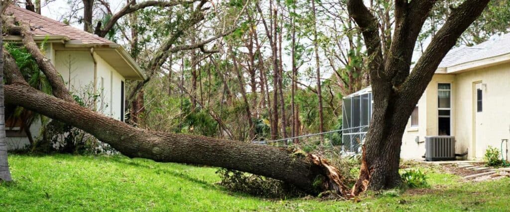 The Comprehensive Guide to Handling a Fallen Tree Emergency | Viva Trees