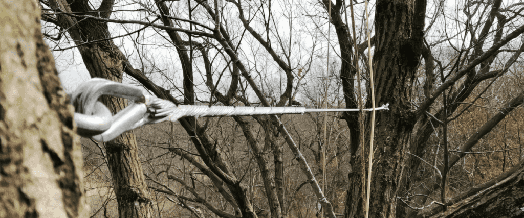 How to Prepare Your Trees for Wind Damage | Viva Trees