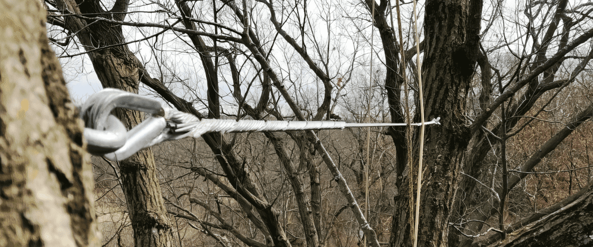 How to Prepare Your Trees for Wind Damage | Viva Trees