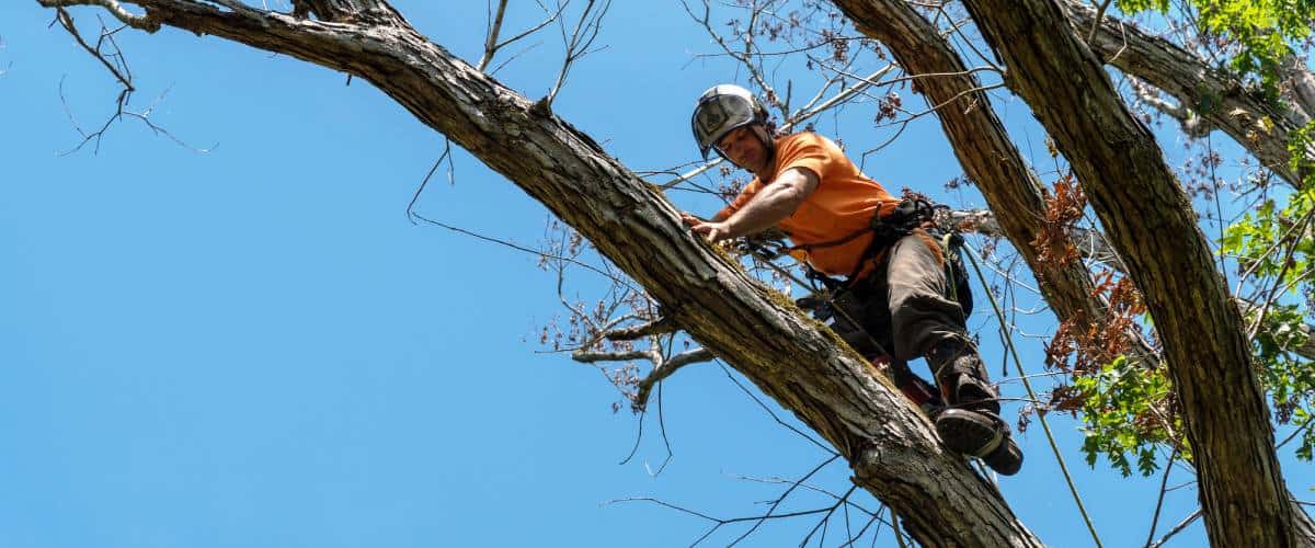 Differences Between Tree Pruning & Trimming | Viva Trees
