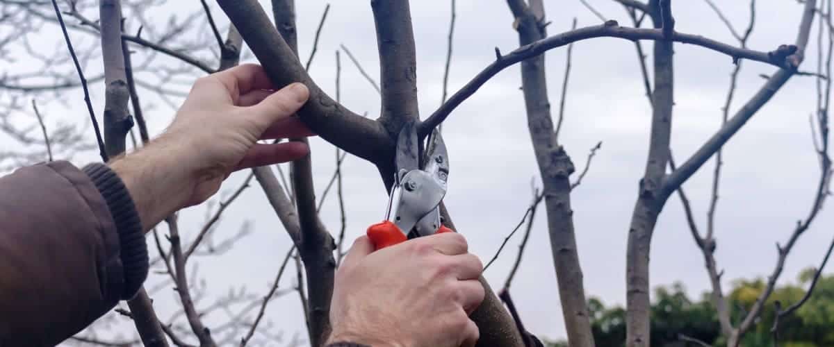 Differences Between Tree Pruning & Trimming | Viva Trees