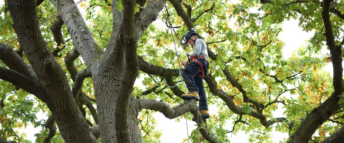 Viva Tips | Viva Trees