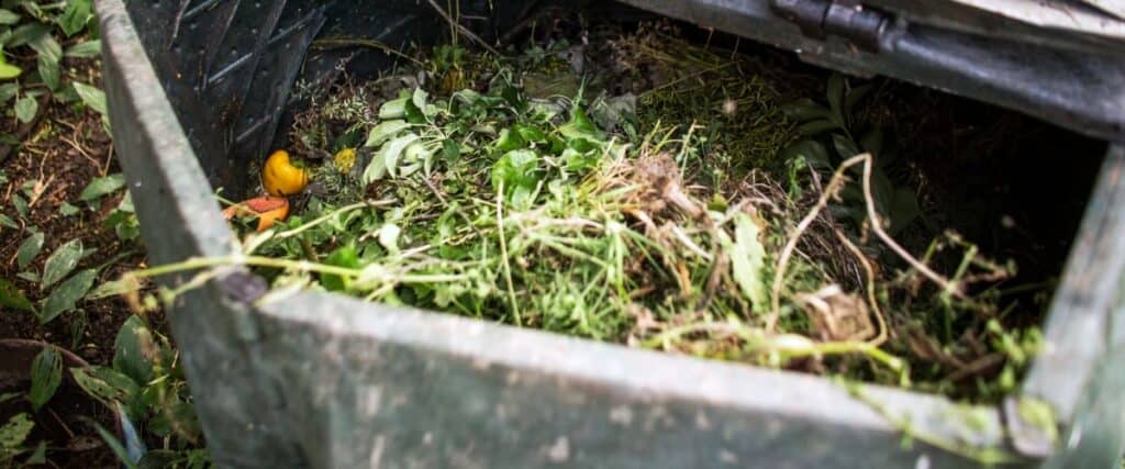 Using Sustainable Tree Care Practices | Viva Trees