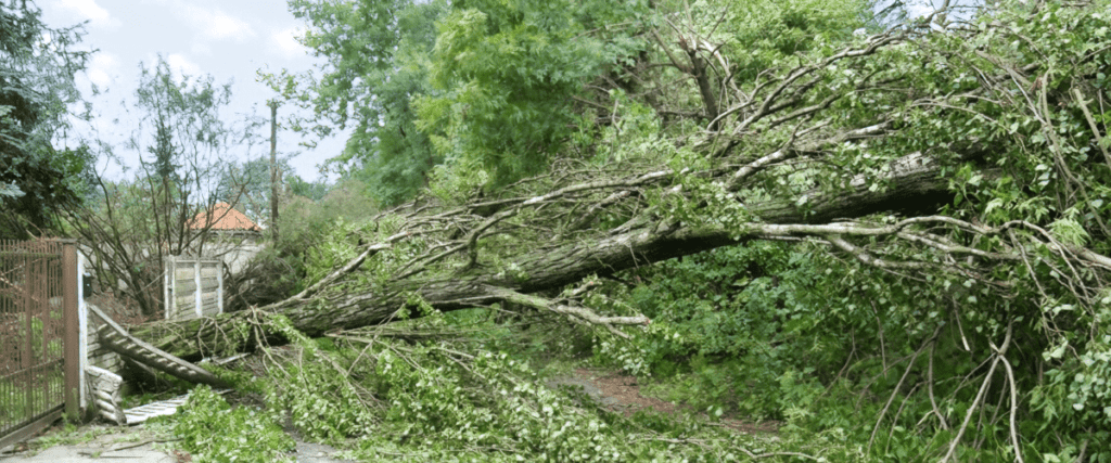 How to Prepare Your Trees for Wind Damage | Viva Trees