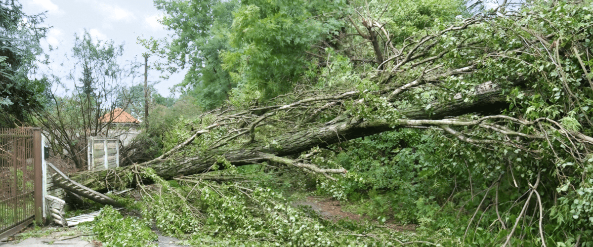 How to Prepare Your Trees for Wind Damage | Viva Trees