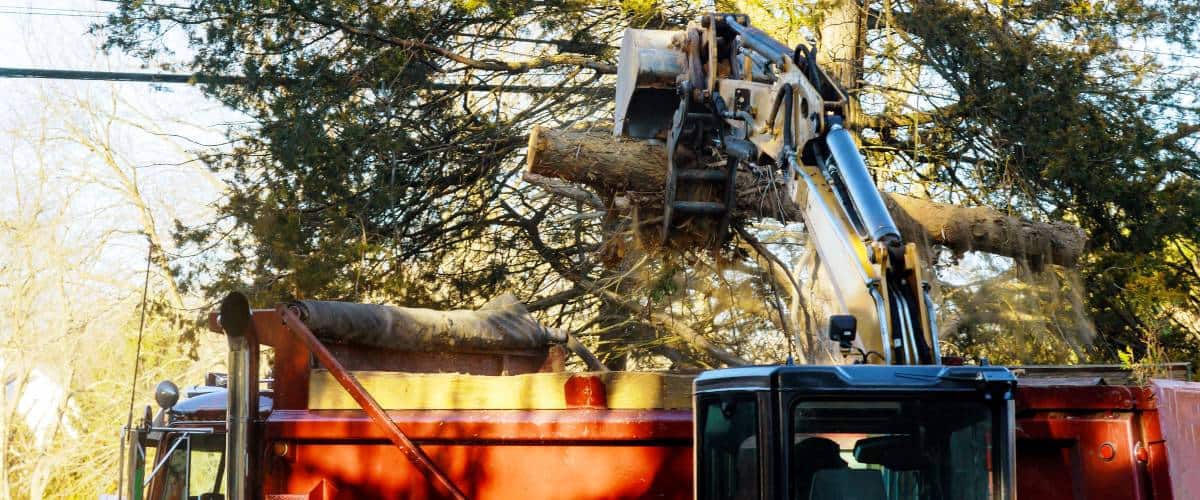 Understanding the Costs of Emergency Tree Services | Viva Trees