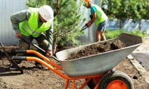 Professional Tree Transplanting Services | Viva Trees