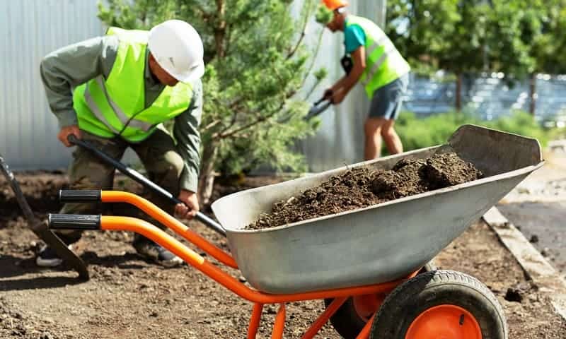 Professional Tree Transplanting Services | Viva Trees