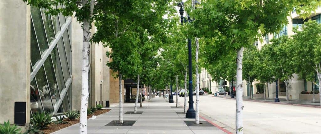 How Trees Benefit Our Cities | Viva Trees