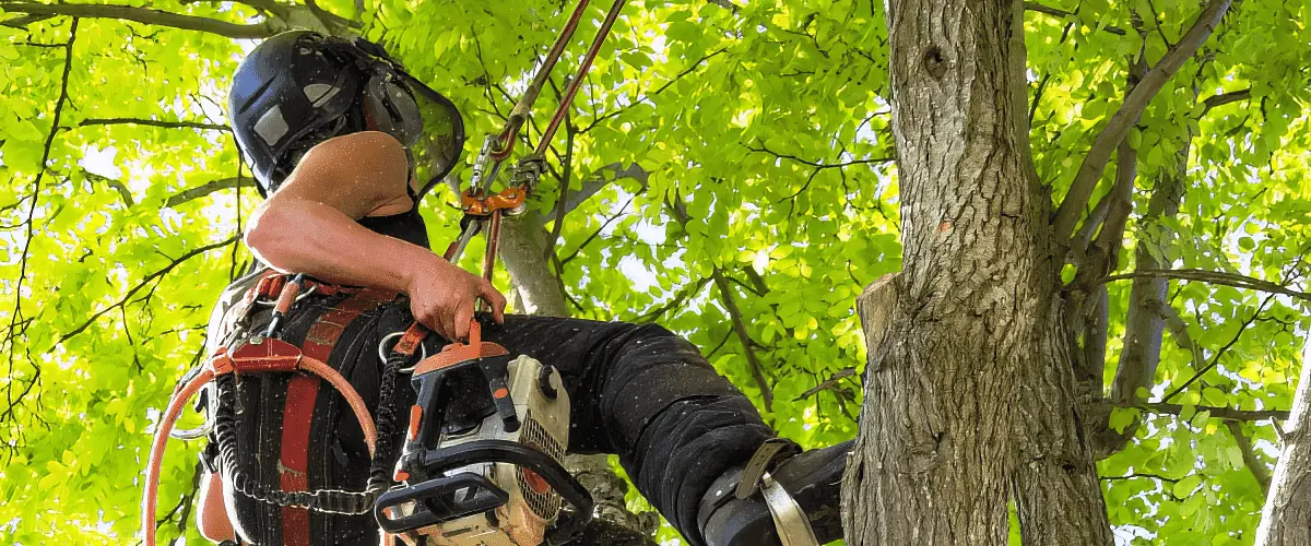 Why Safety is Critical in Arboriculture | Viva Trees