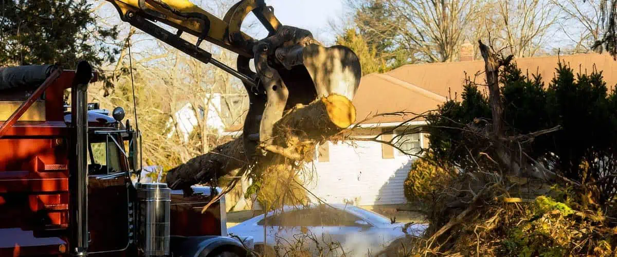 The Comprehensive Guide to Handling a Fallen Tree Emergency | Viva Trees