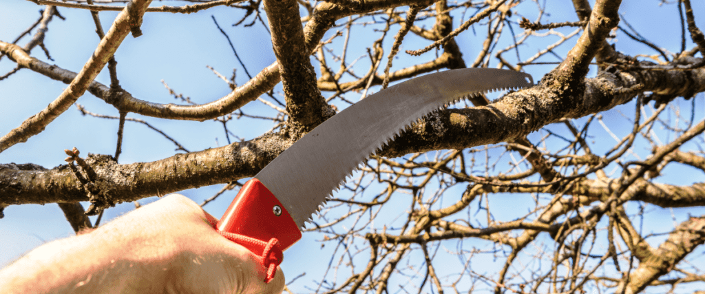 Pruning and Trimming: Expert Techniques for Beautiful and Healthy Trees ...