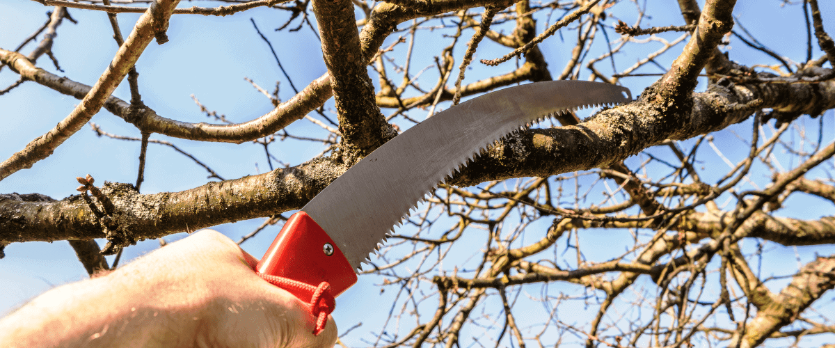 Pruning and Trimming: Expert Techniques for Beautiful and Healthy Trees ...