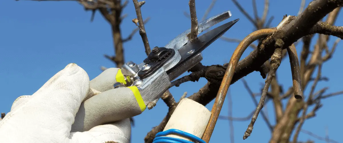 The Ultimate Tree Health Checklist: How to Keep Your Trees Strong and ...